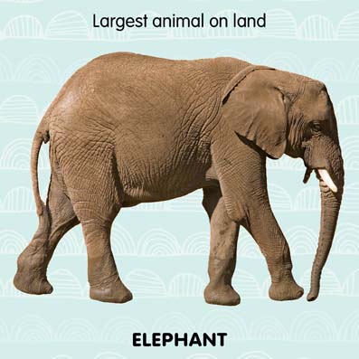 Touch and Feel - Jungle Animals – mumma.com